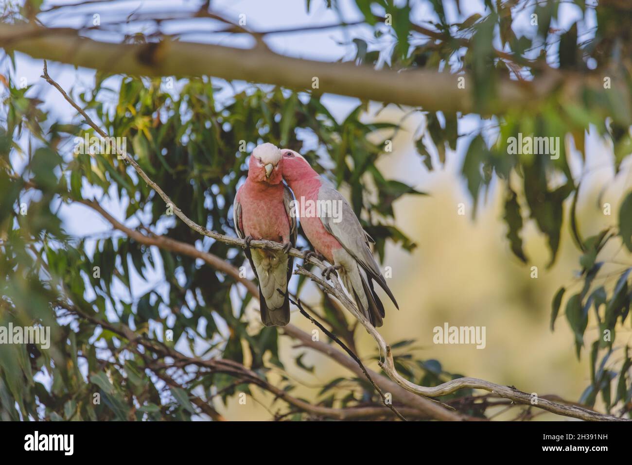 Two Pink Grey Galah Cockatoo preening in a tree Stock Photo - Alamy