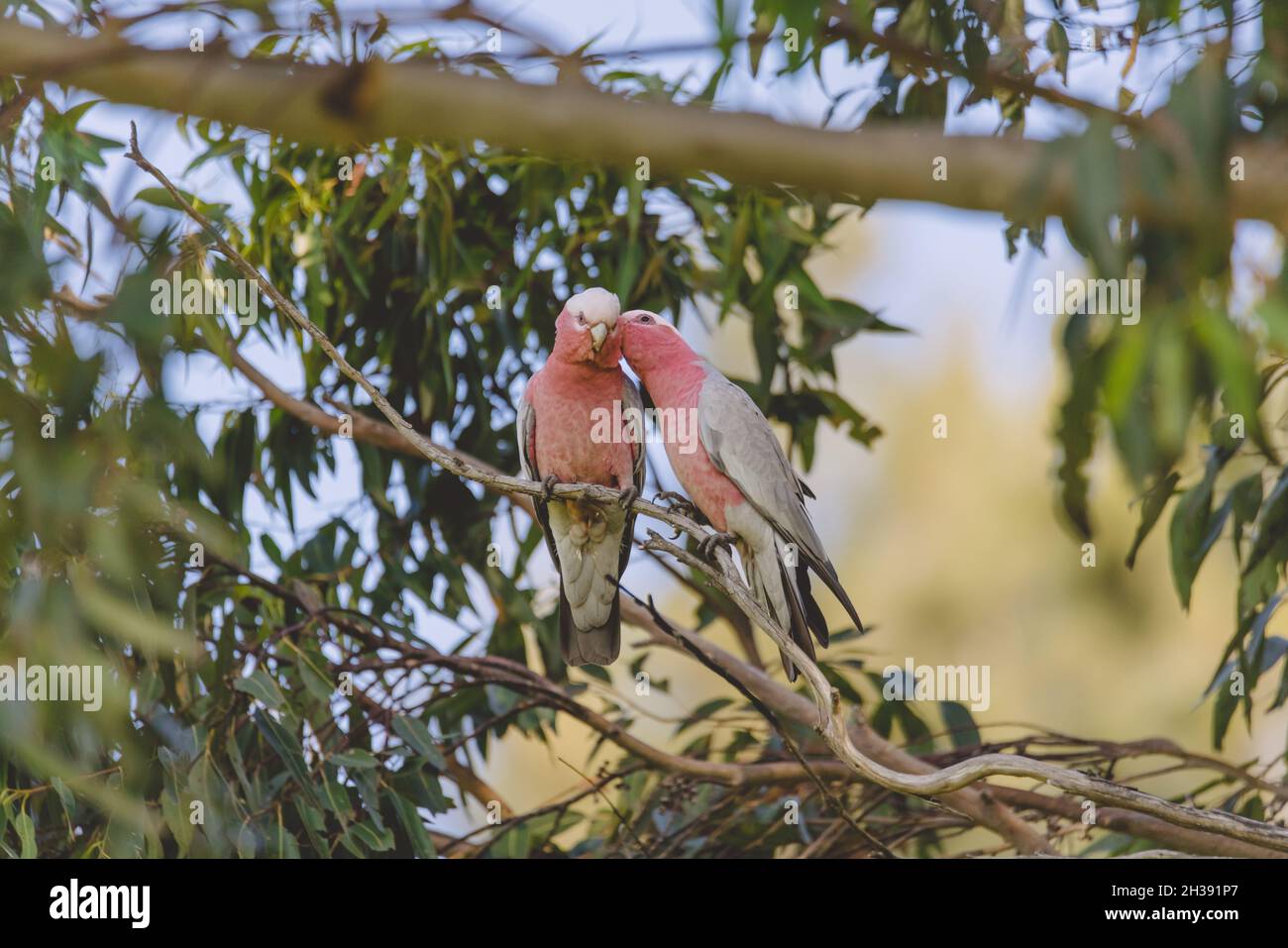 Two Pink Grey Galah Cockatoo preening in a tree Stock Photo - Alamy