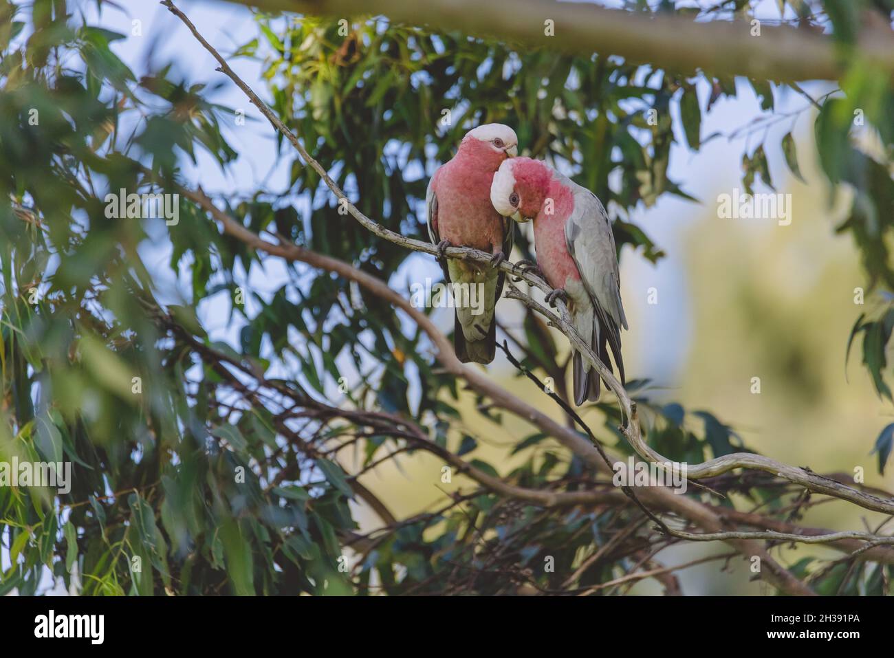 Two Pink Grey Galah Cockatoo preening in a tree Stock Photo - Alamy