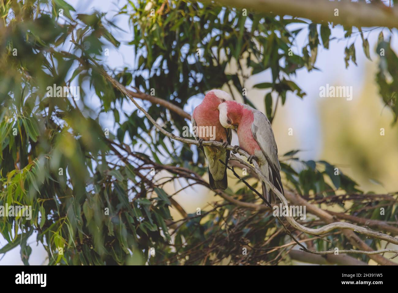 Two Pink Grey Galah Cockatoo preening in a tree Stock Photo - Alamy