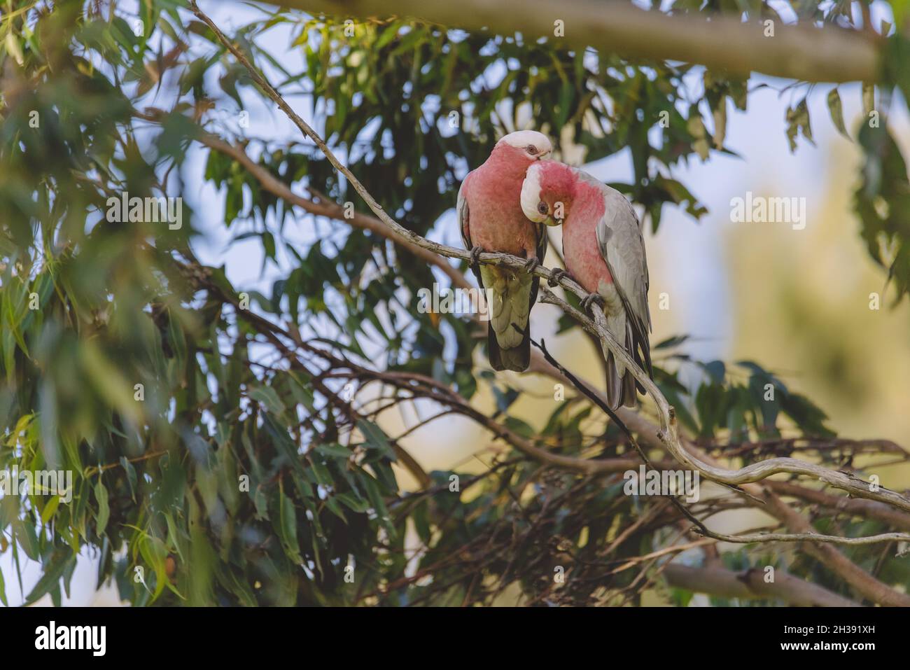 Two Pink Grey Galah Cockatoo preening in a tree Stock Photo - Alamy