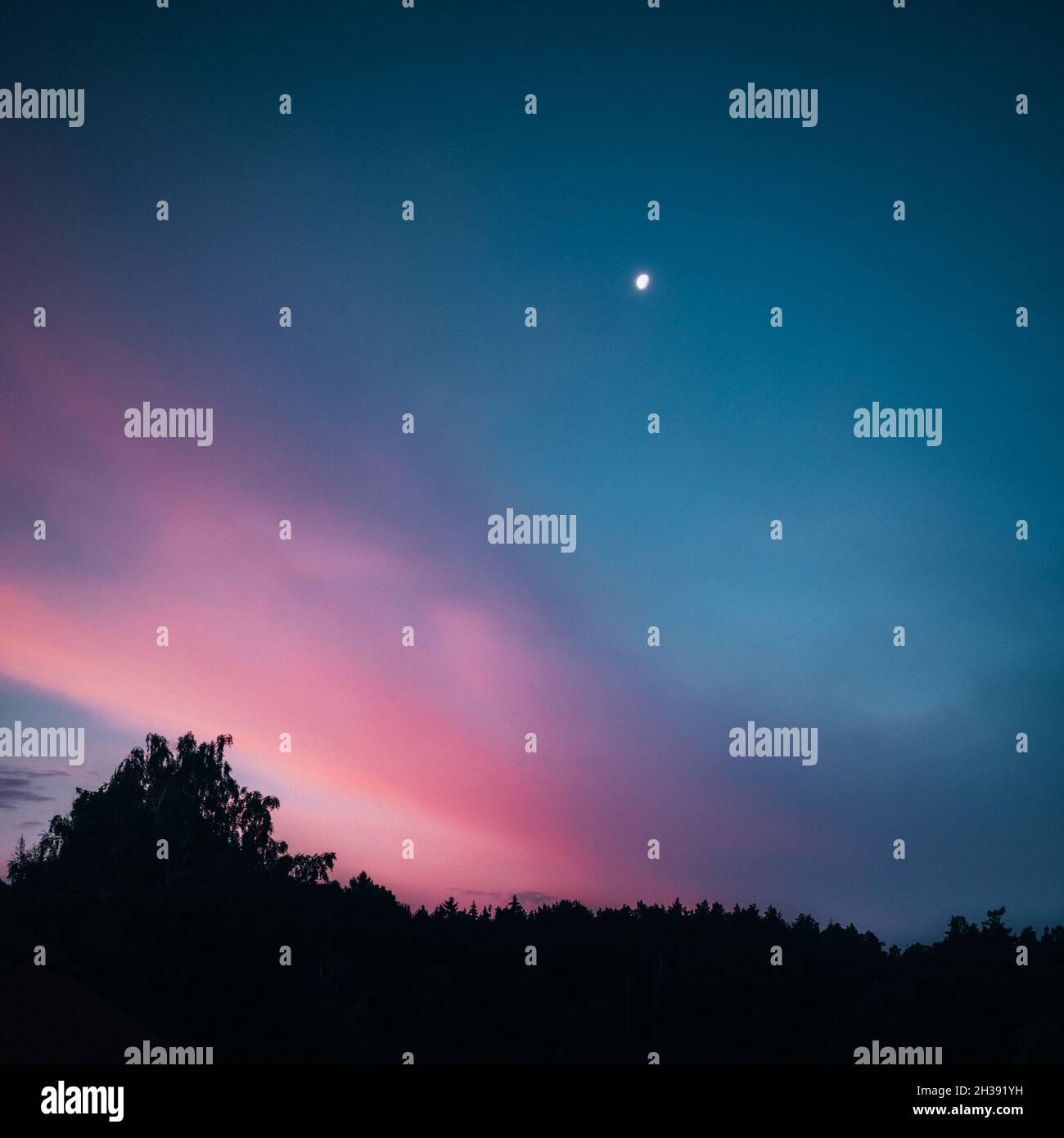 Bright moon in a colorful sunset sky over the treetop silhouettes Stock ...