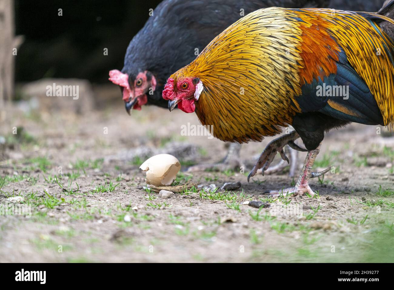 Closeup of a colorful rooster and a black hen eating an egg shell Stock ...