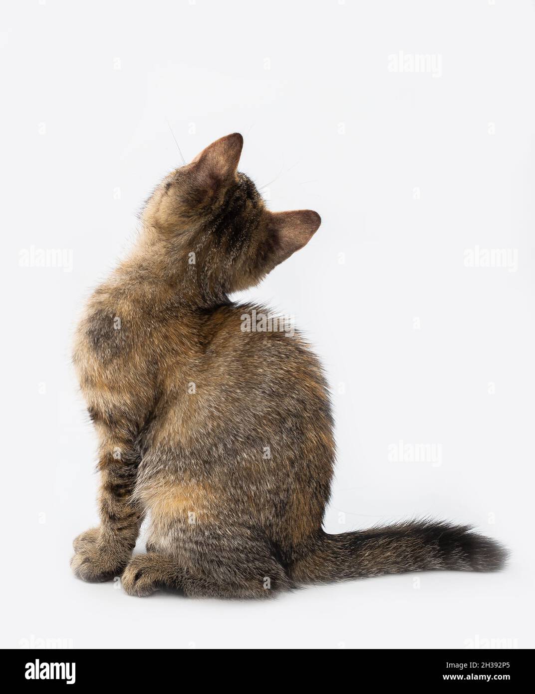 Cute cat isolated on white background Stock Photo - Alamy