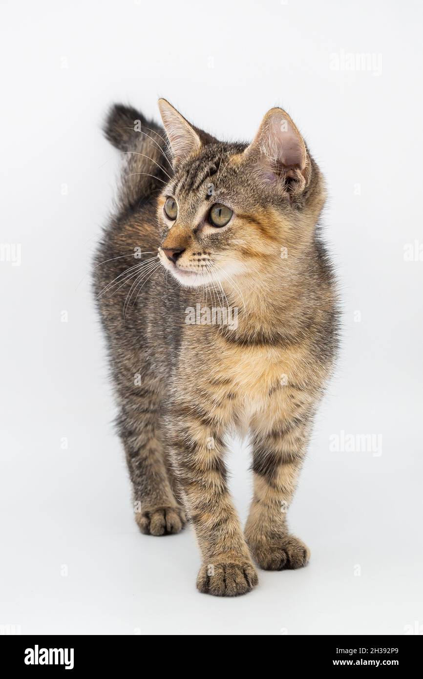 Cute cat isolated on white background Stock Photo - Alamy