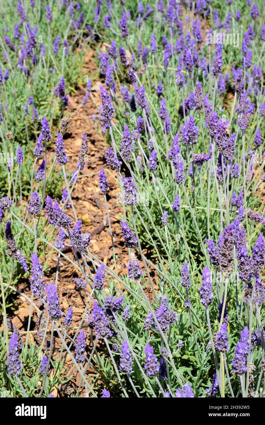 Closeup shot of skullcap flowers Stock Photo - Alamy