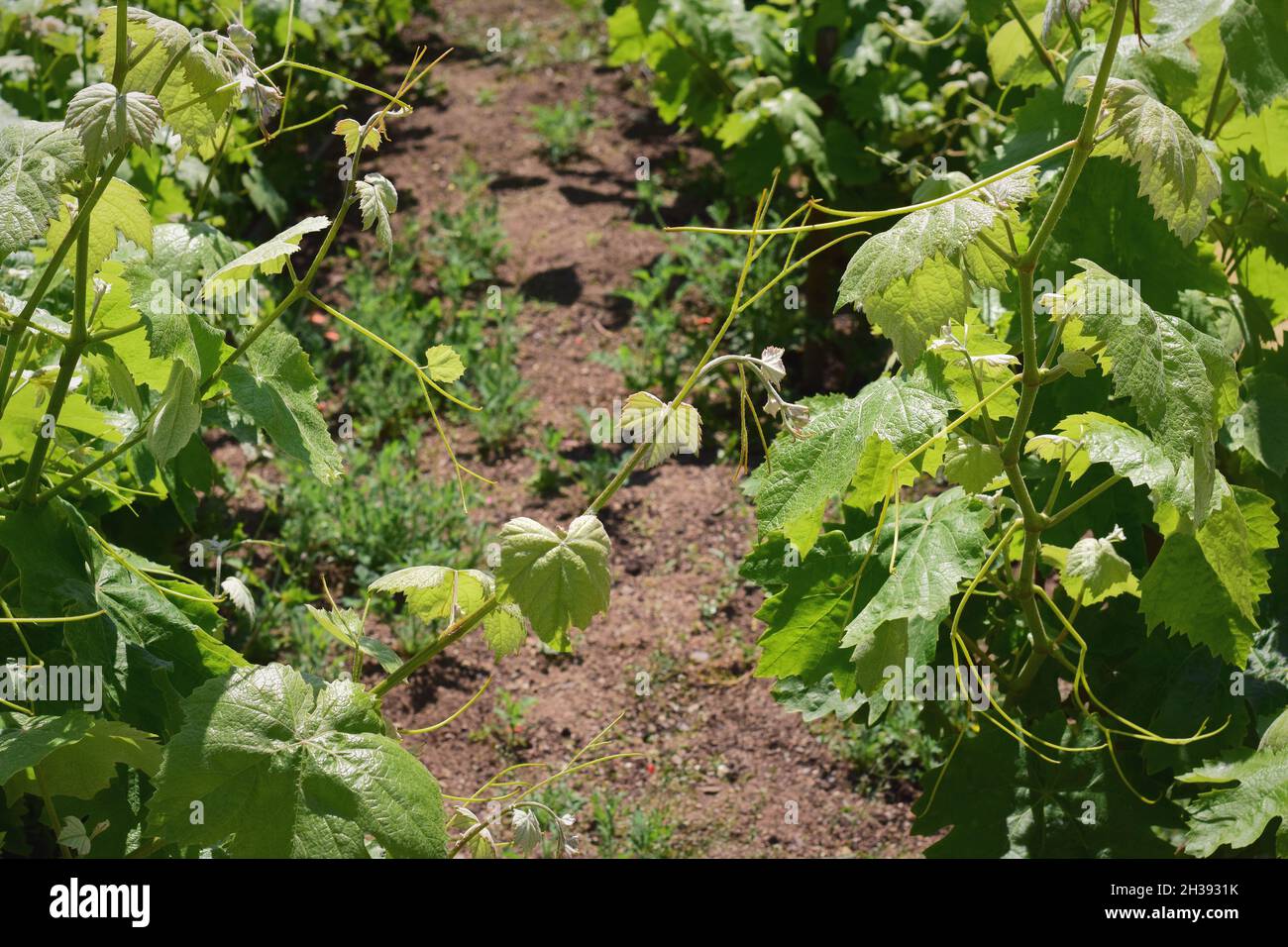 Closeup shot of vine plants Stock Photo - Alamy