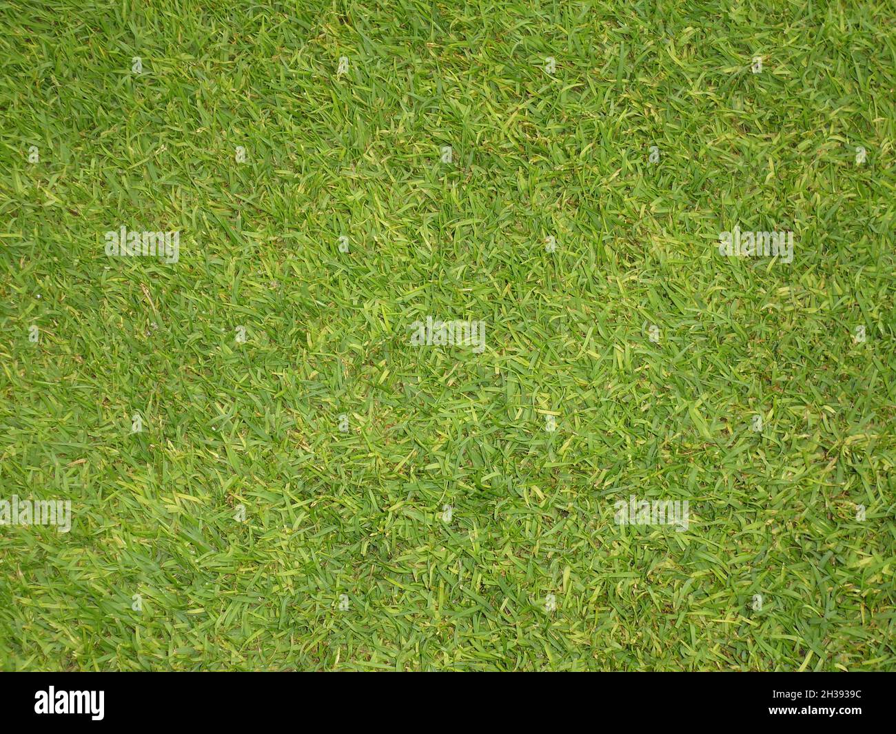 Closeup of grass texture Stock Photo - Alamy