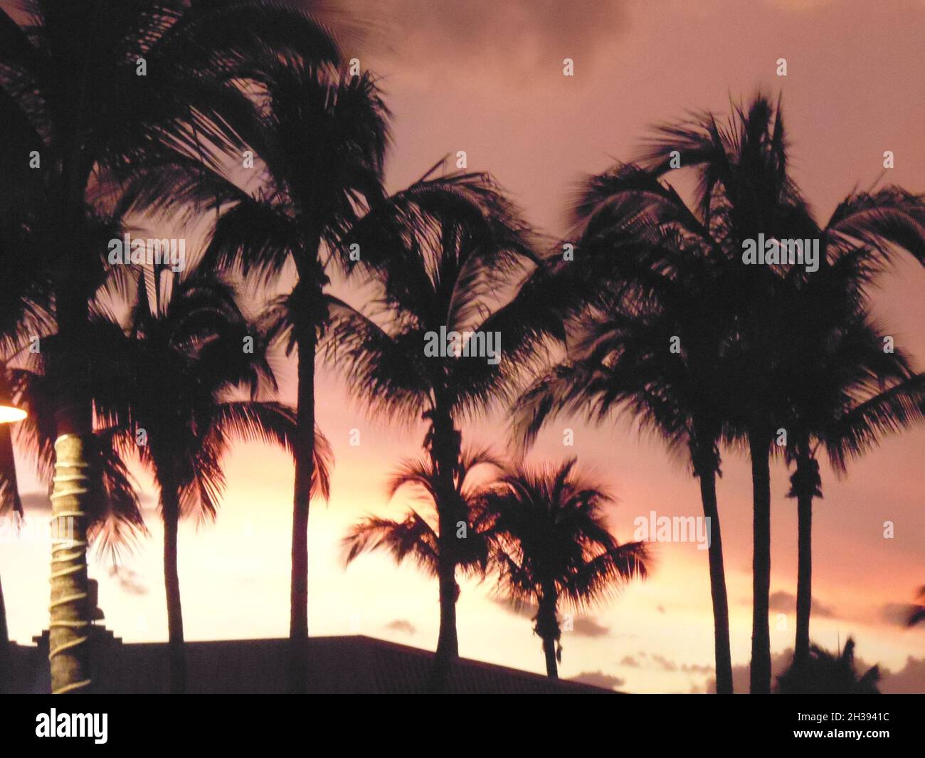 Palm Trees At Sunset Stock Photo - Alamy