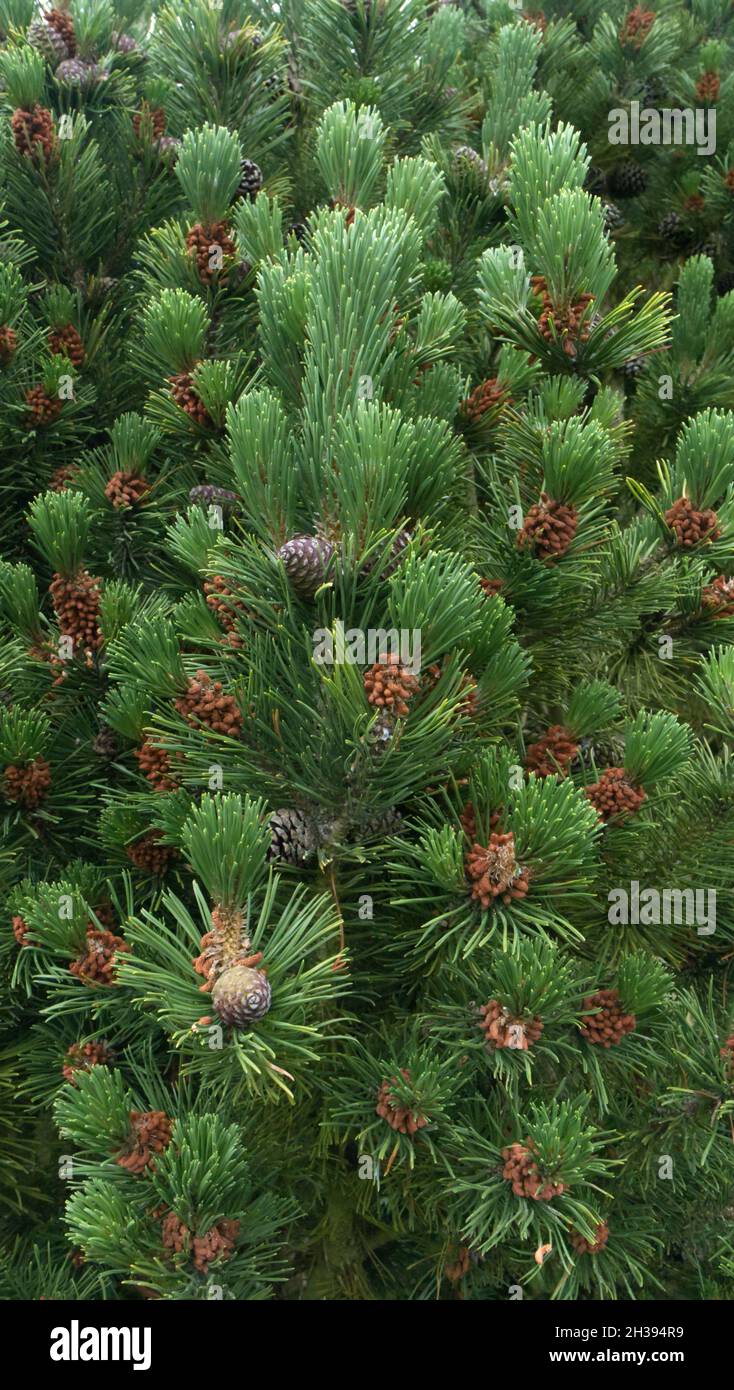 Scots pine, Pinus sylvestris Stock Photo - Alamy