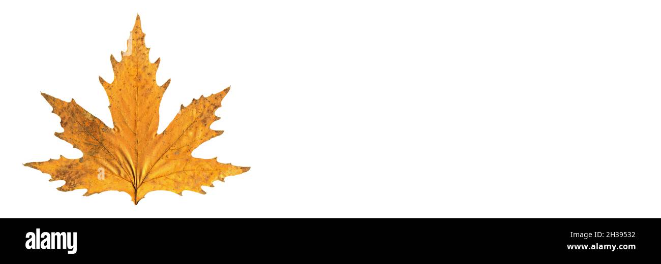 Sycamore brown autumn leaf, autumn leaf of plane tree different colors ...