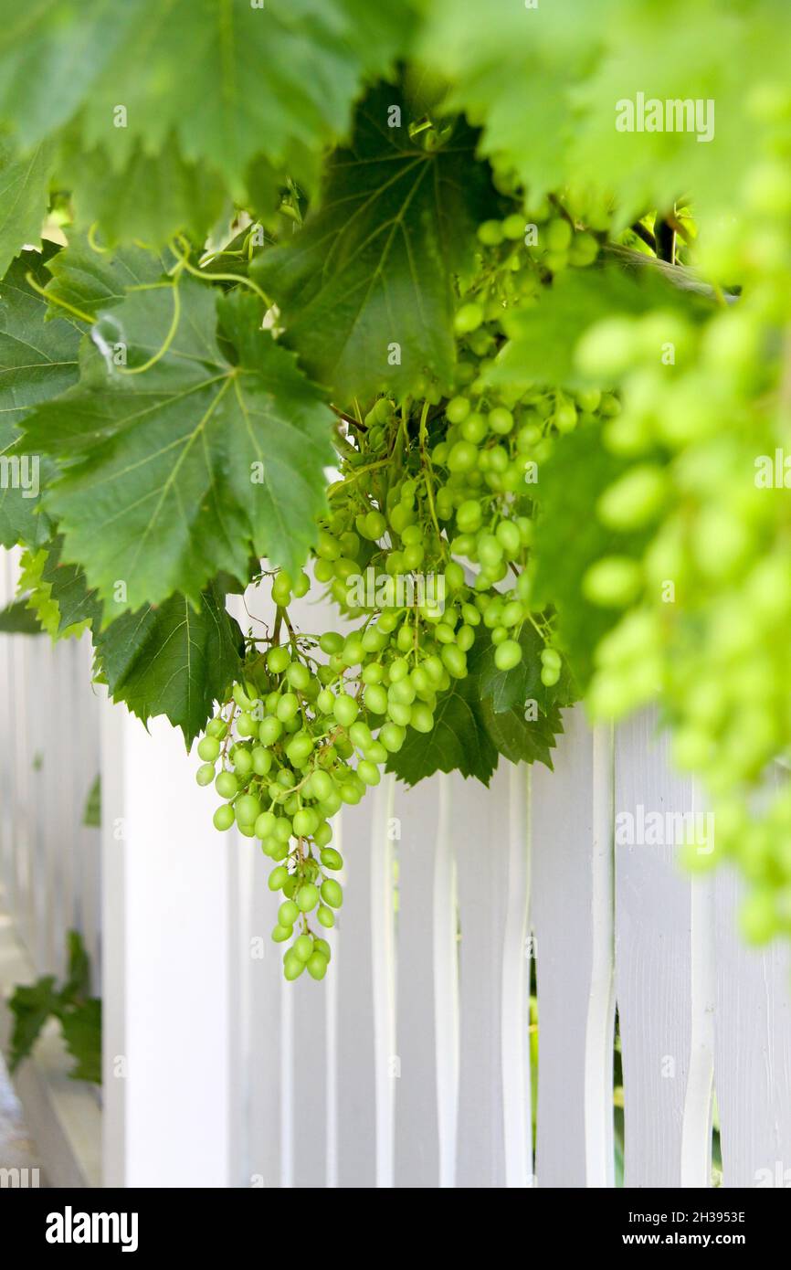 Closeup of green grape clusters over a white wooden garden fence Stock ...