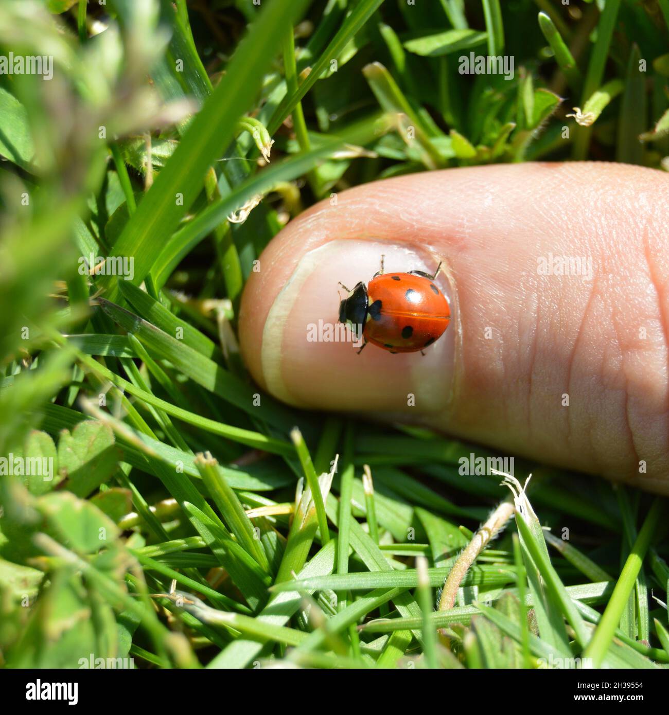Cute ladybug on the finger between the grass, ladybug on finger Stock ...