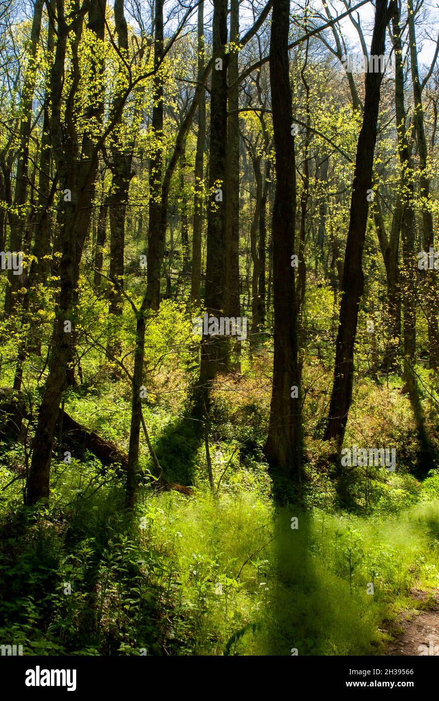 North carolina forest hi-res stock photography and images - Alamy