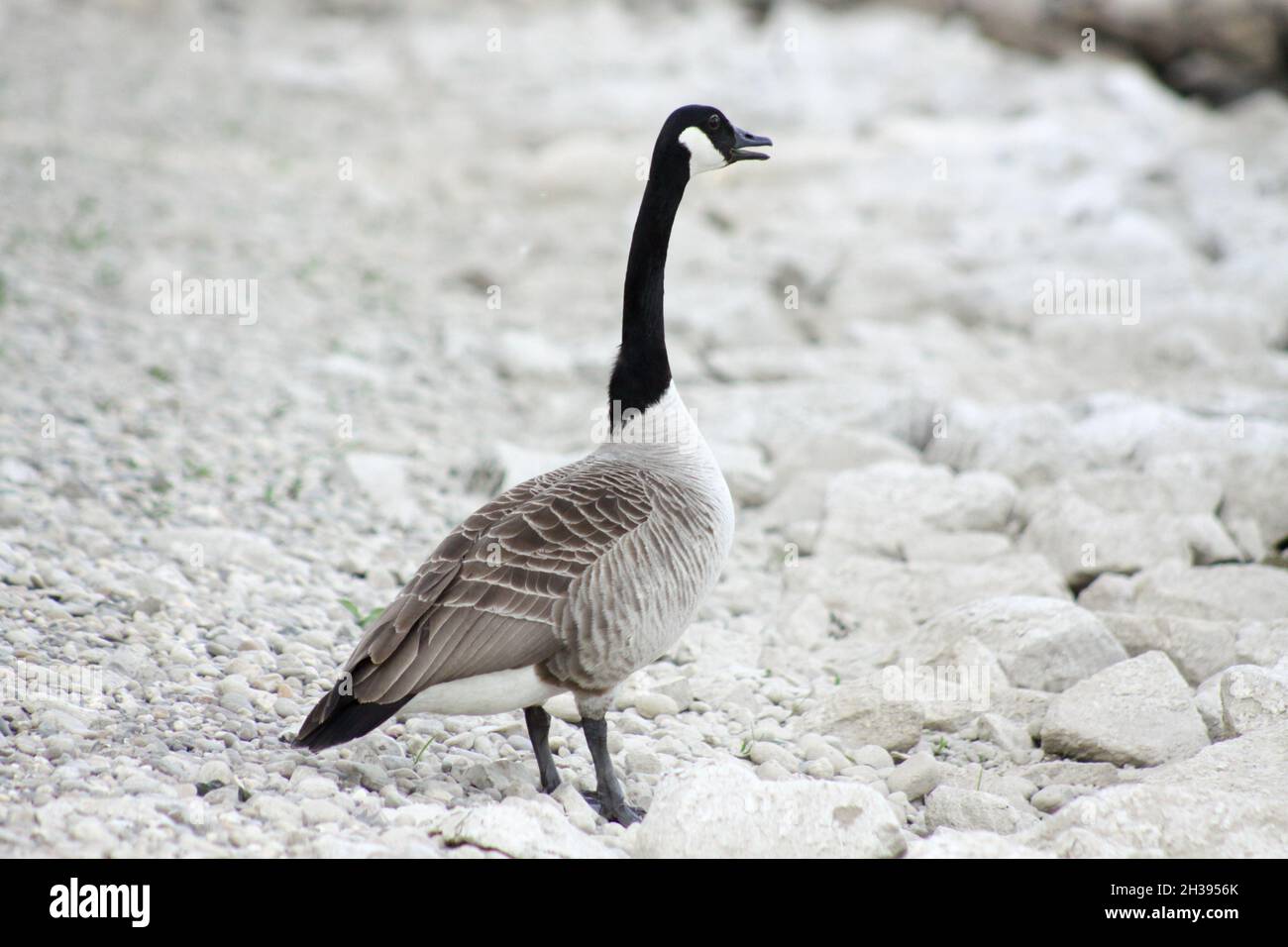 Canada goose with white cheeks and a brown body Stock Photo - Alamy