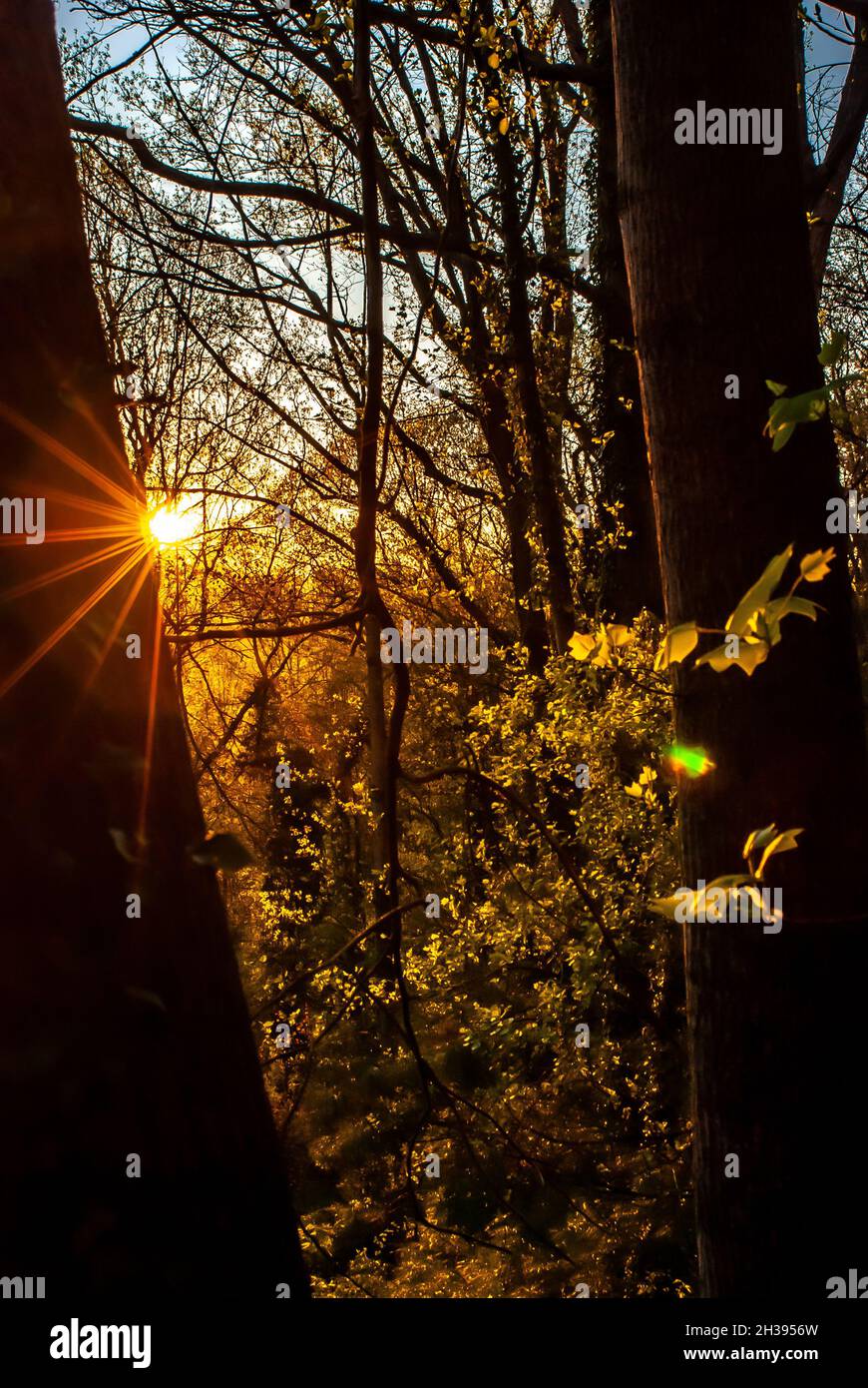 Sun peaking through leaves hi-res stock photography and images - Alamy