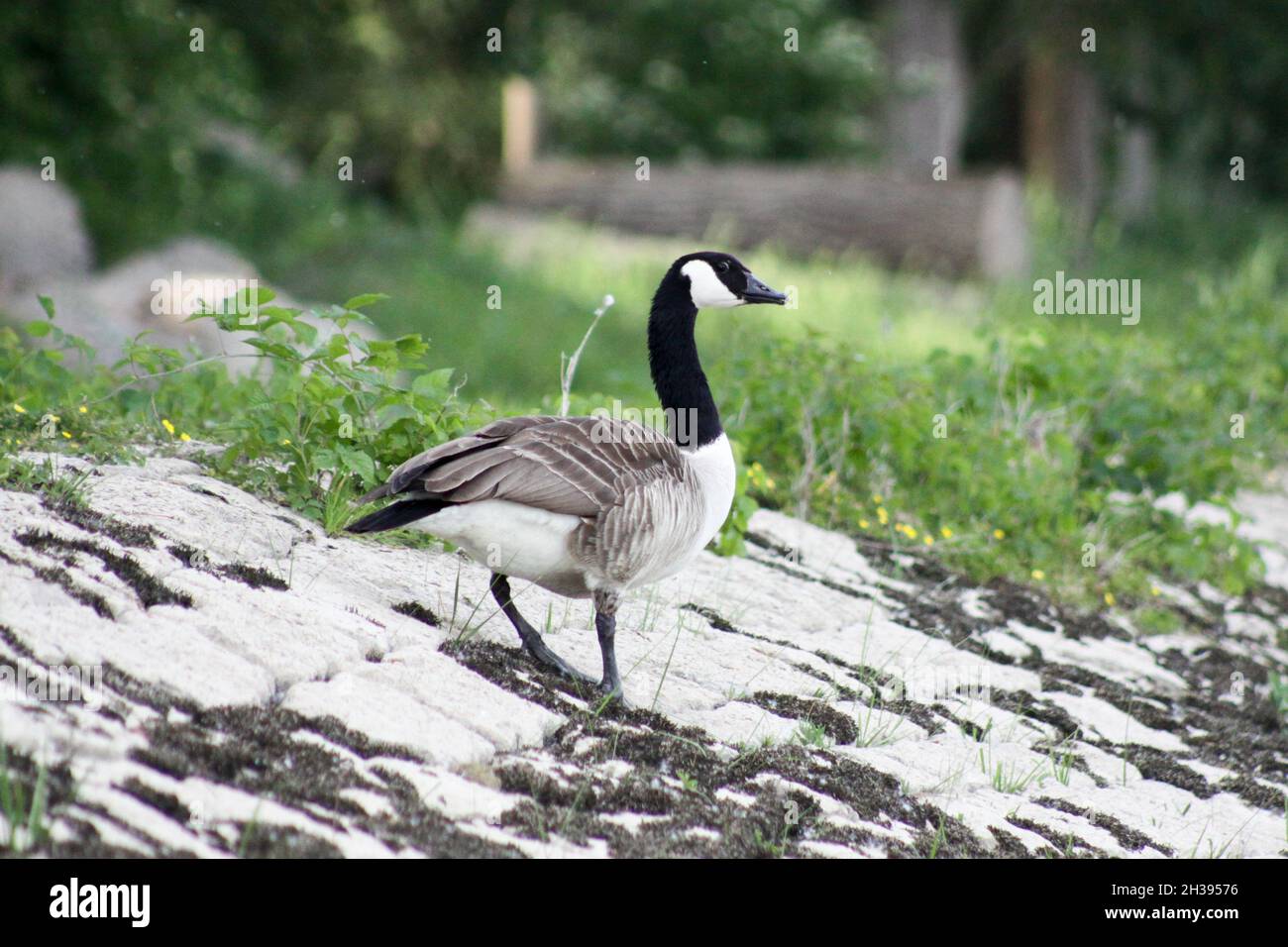 Canada goose with a black head and neck, white cheeks, and brown body ...