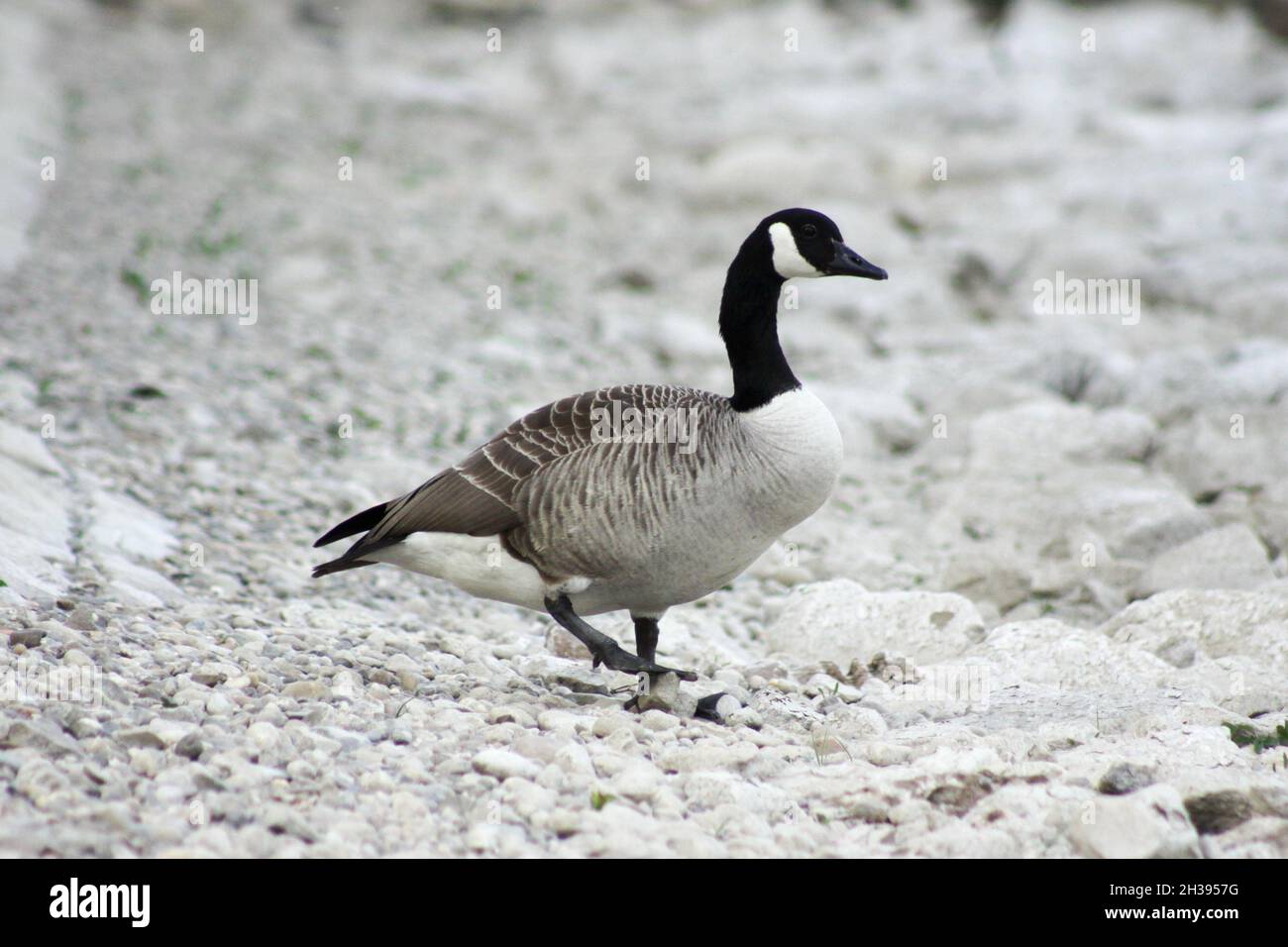Side view of a Canada goose wandering on the rocky shore Stock Photo ...