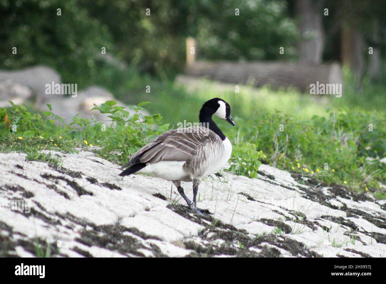 Wandering on rocks hi-res stock photography and images - Alamy