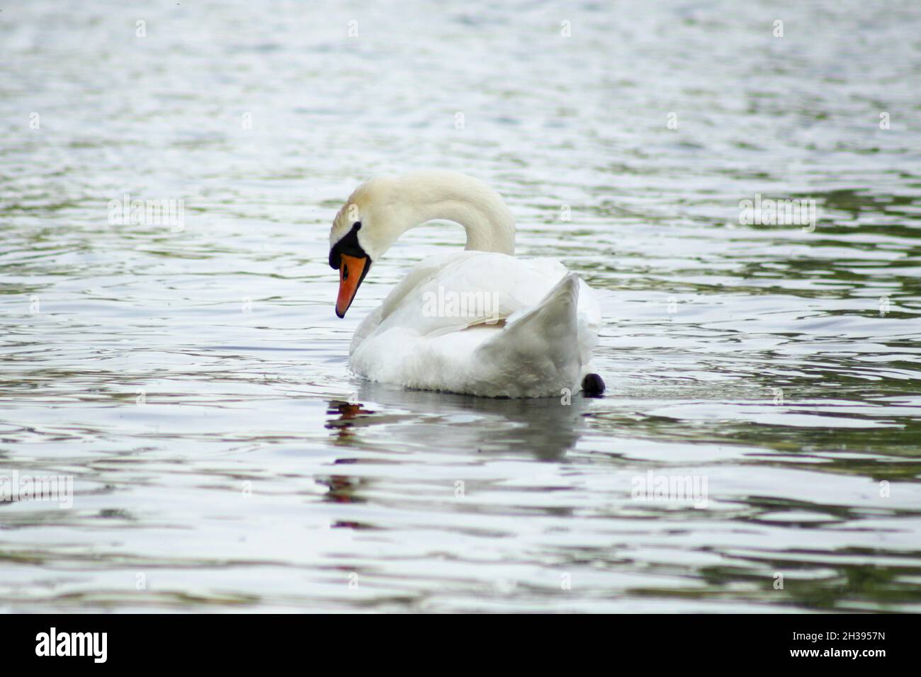 Back view of a lonely mute swan in the pond Stock Photo - Alamy