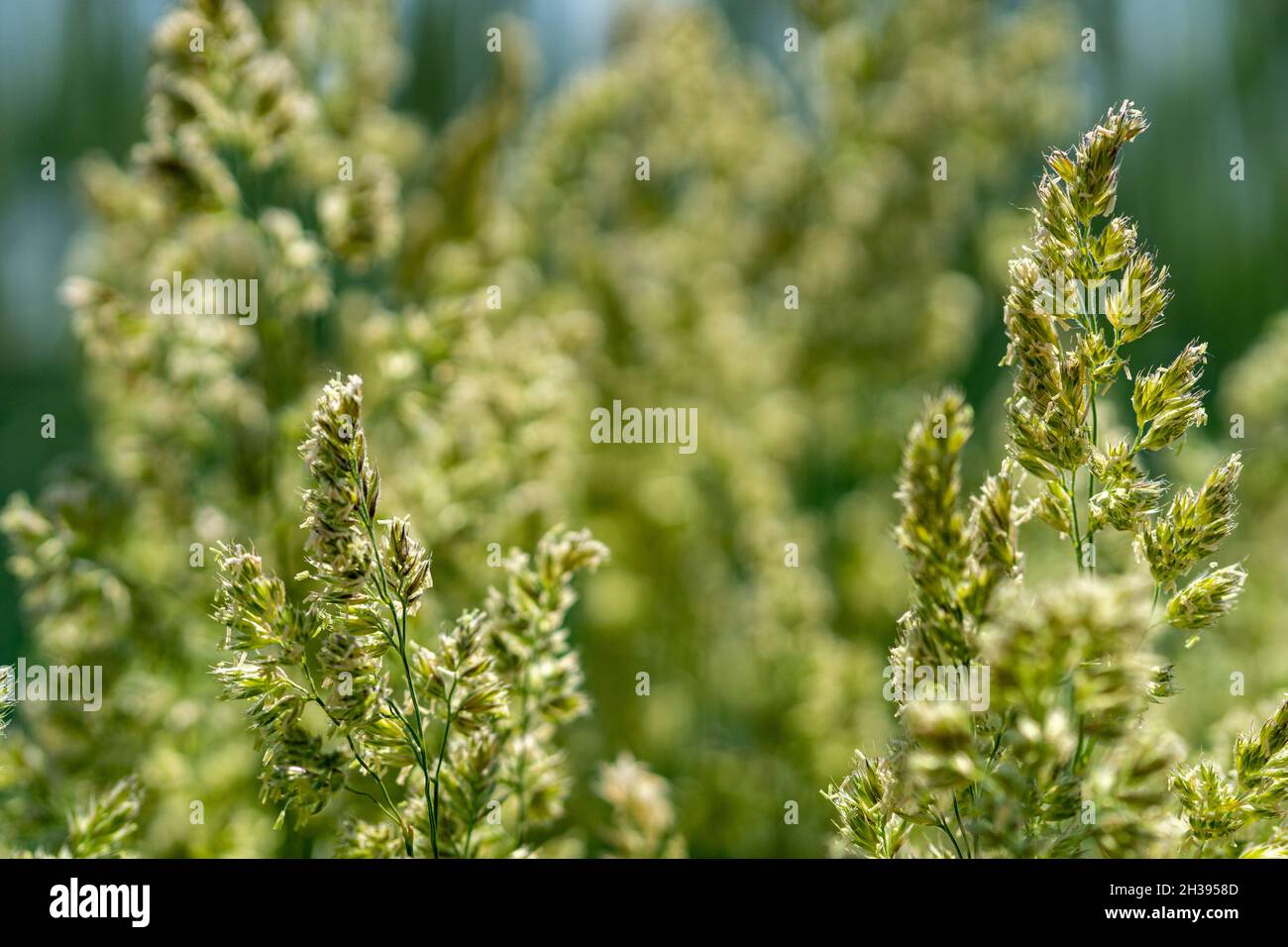 Closeup shot of orchard grass Stock Photo - Alamy