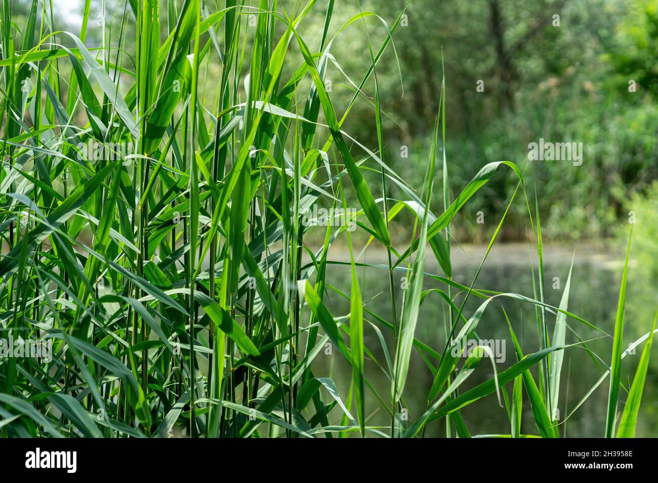 Closeup shot of reeds growing on the lakeshore Stock Photo - Alamy