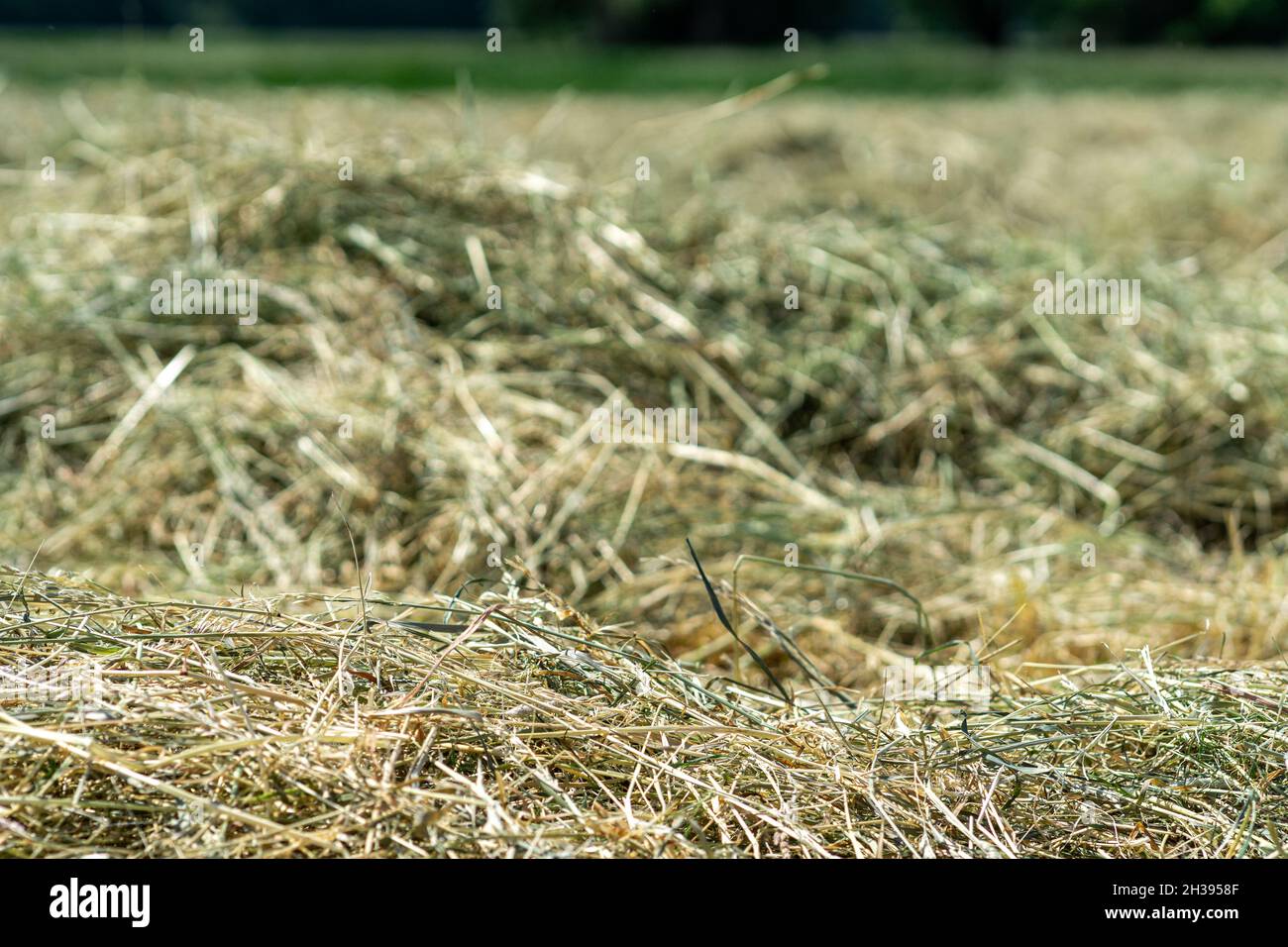 Closeup shot hay bale hi-res stock photography and images - Alamy