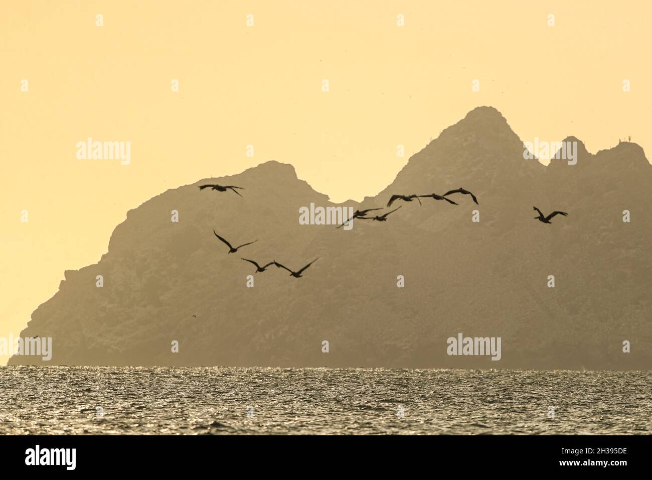 Pelicanos and Isla del Alcatraz en bahia Kino , Sonora Mexico ...