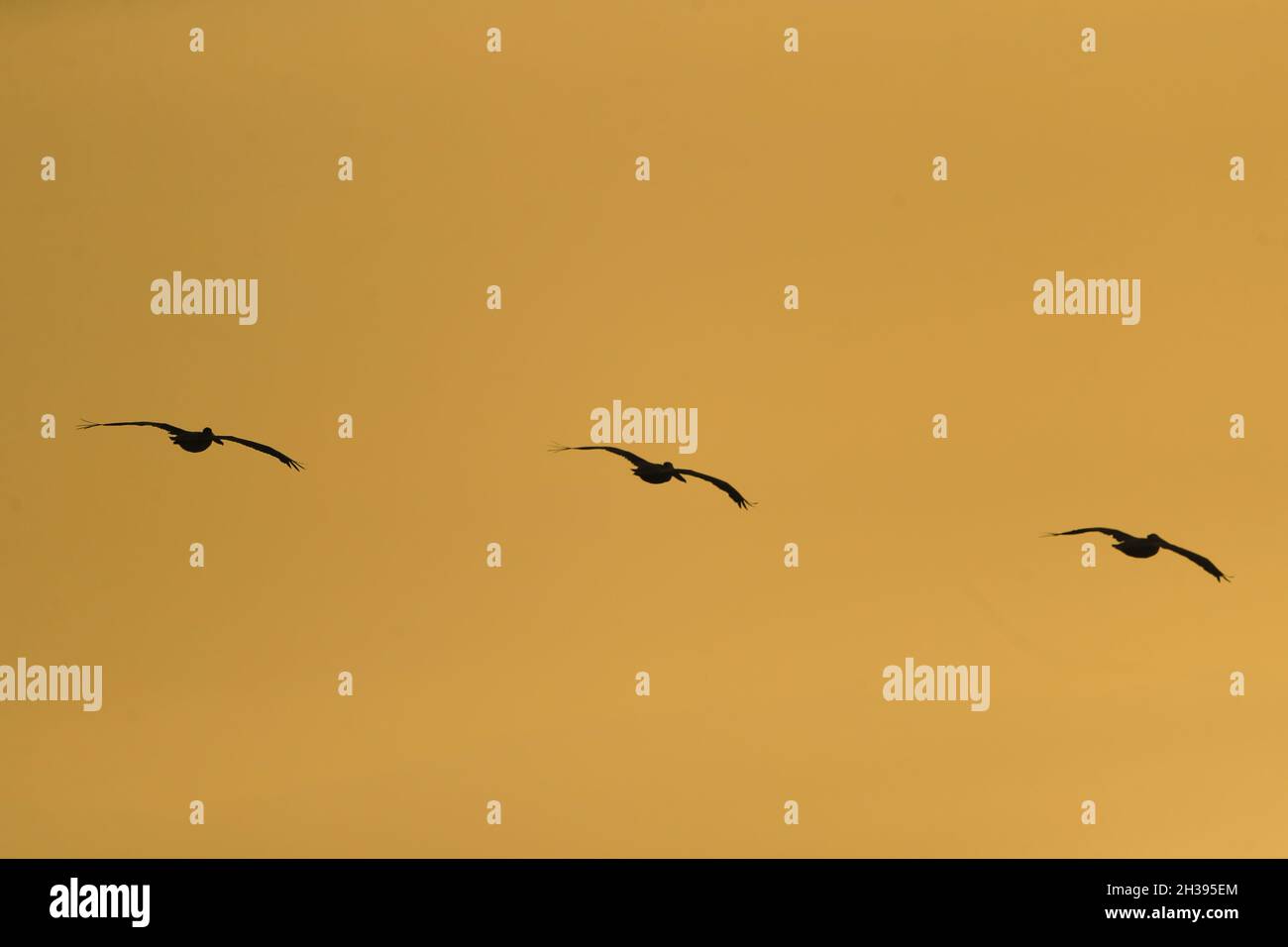 Pelicans in Bahia Kino, Sonora Mexico .. Pelecaniform aquatic birds ...