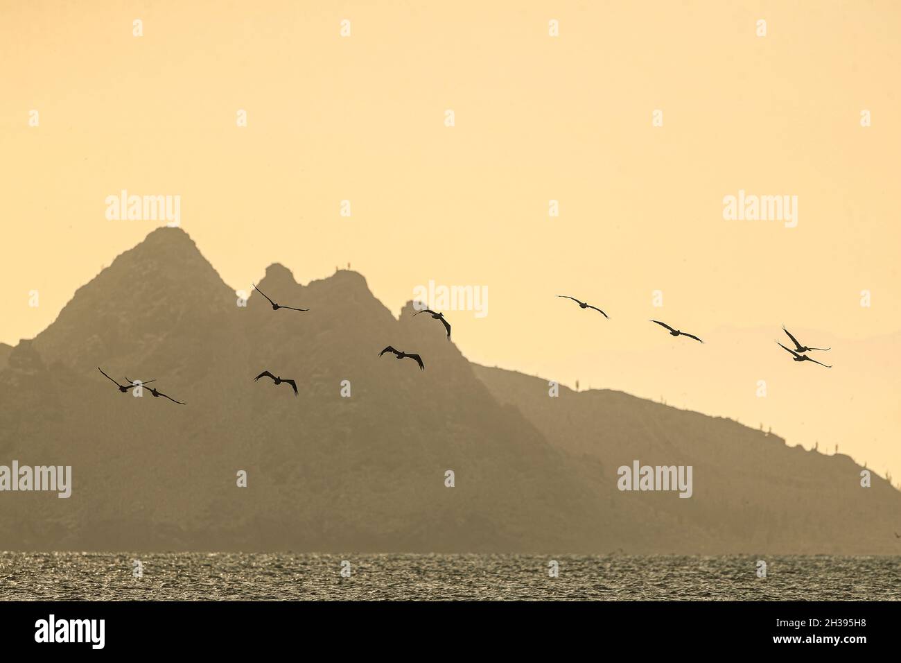 Pelicanos and Isla del Alcatraz en bahia Kino , Sonora Mexico ...