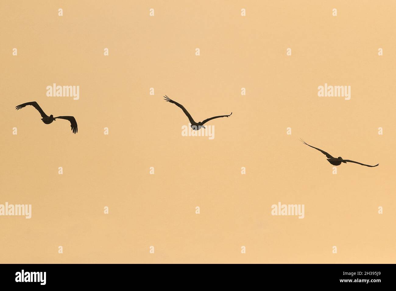 Pelicans in Bahia Kino, Sonora Mexico .. Pelecaniform aquatic birds ...