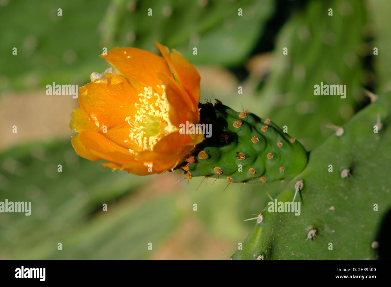Botanical garden of lisbon hi-res stock photography and images - Alamy