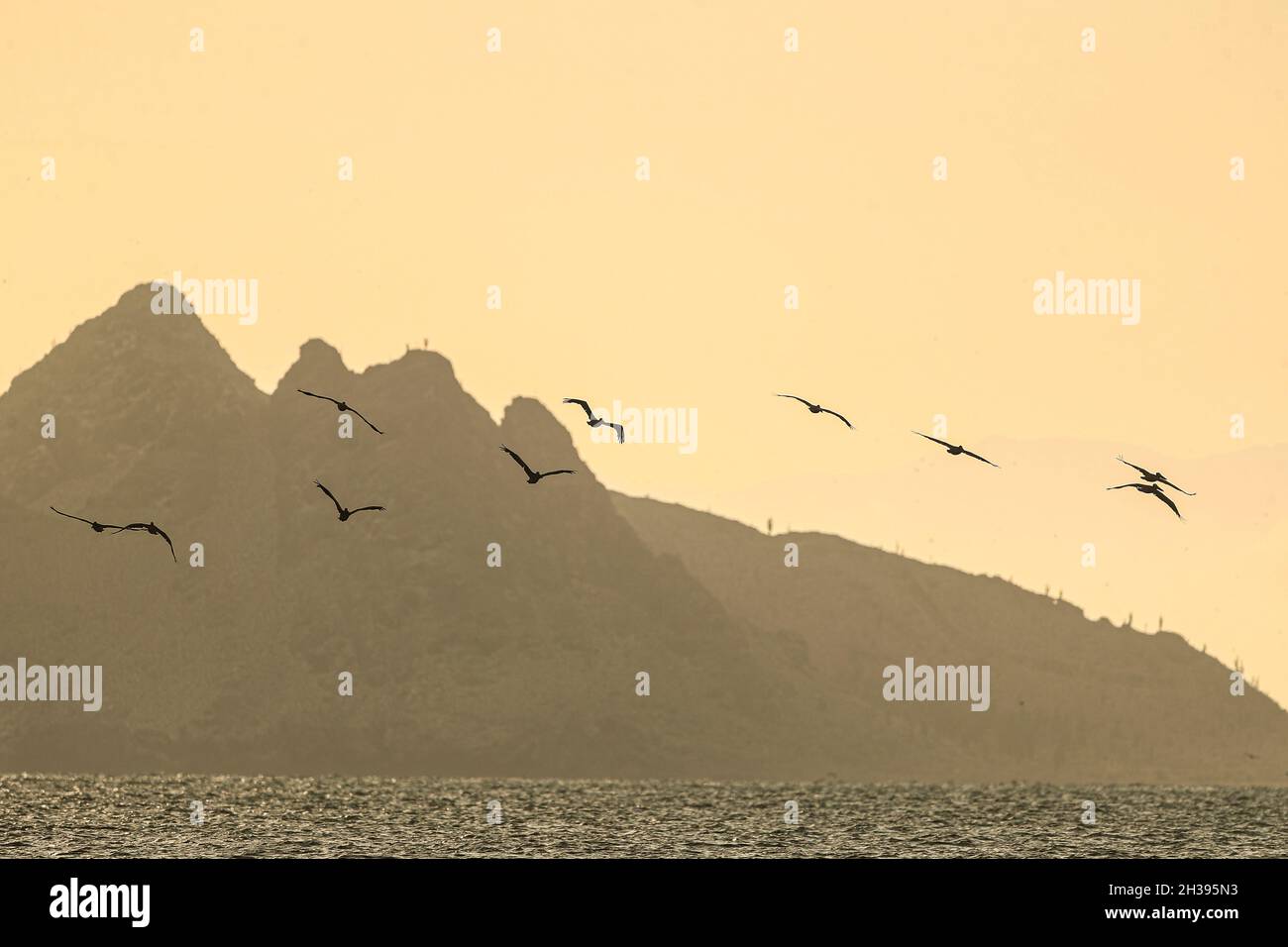 Pelicanos and Isla del Alcatraz en bahia Kino , Sonora Mexico ...
