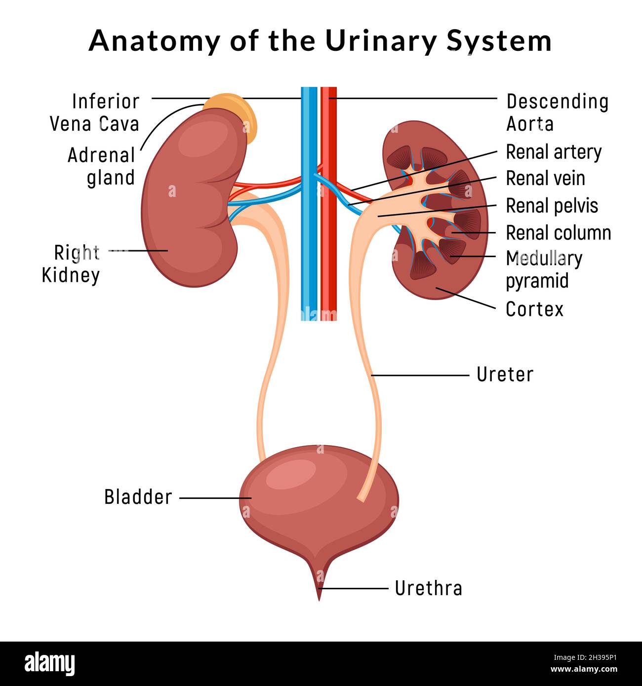 Kidney Diagram Kidney Diagram