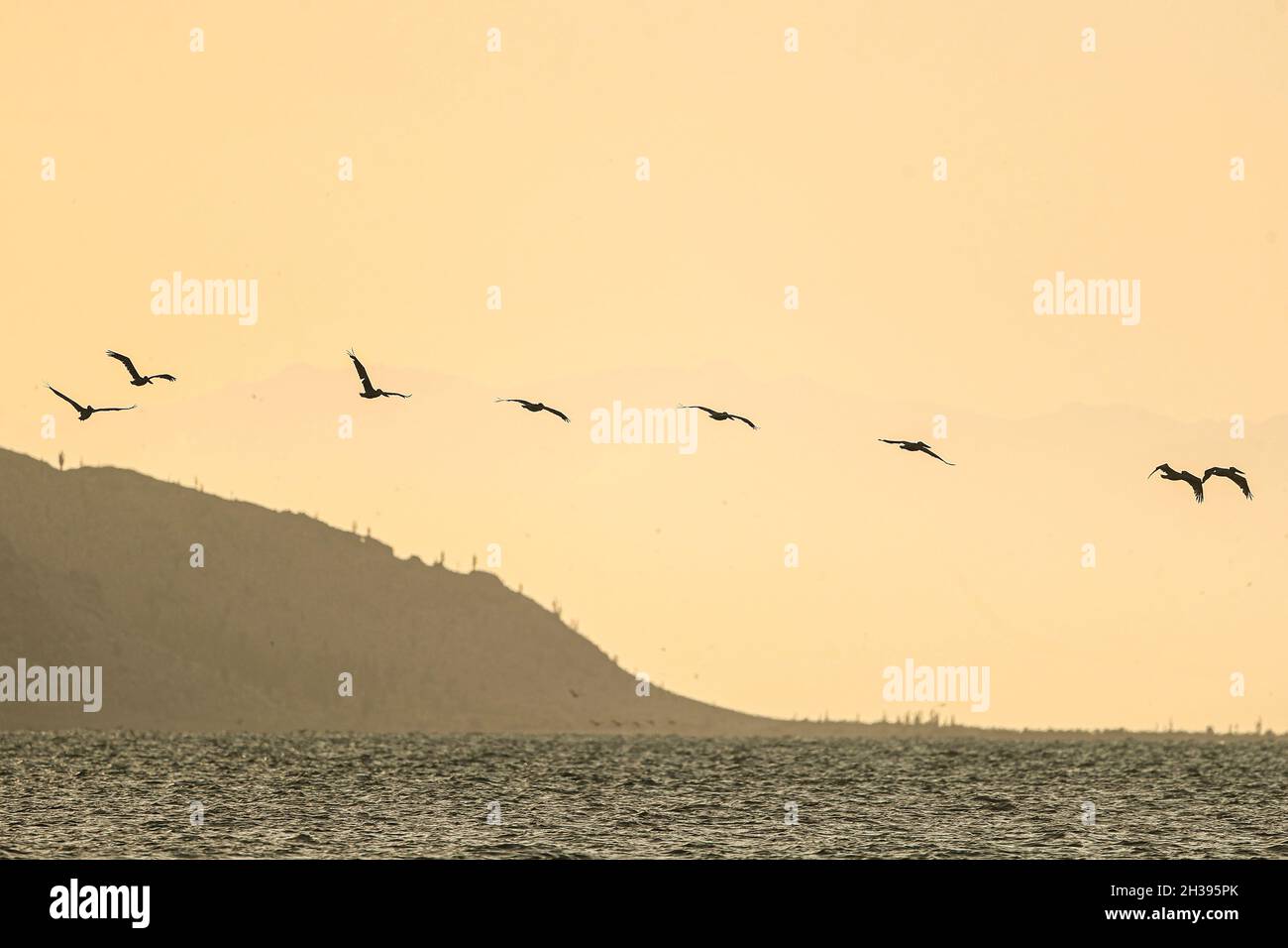 Pelicanos and Isla del Alcatraz en bahia Kino , Sonora Mexico ...
