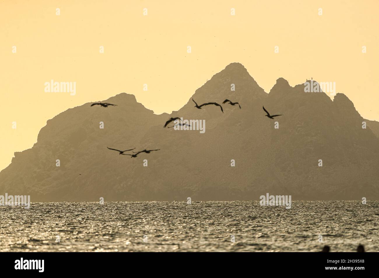 Pelicanos and Isla del Alcatraz en bahia Kino , Sonora Mexico ...