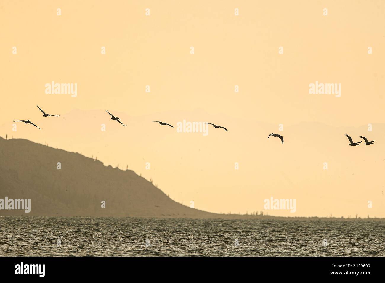 Pelicanos and Isla del Alcatraz en bahia Kino , Sonora Mexico ...