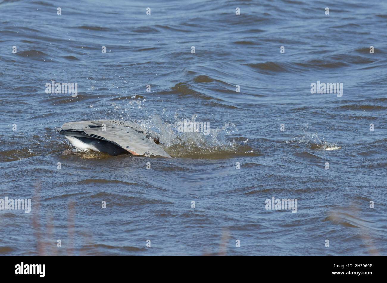 Bird escaping predator hi-res stock photography and images - Alamy