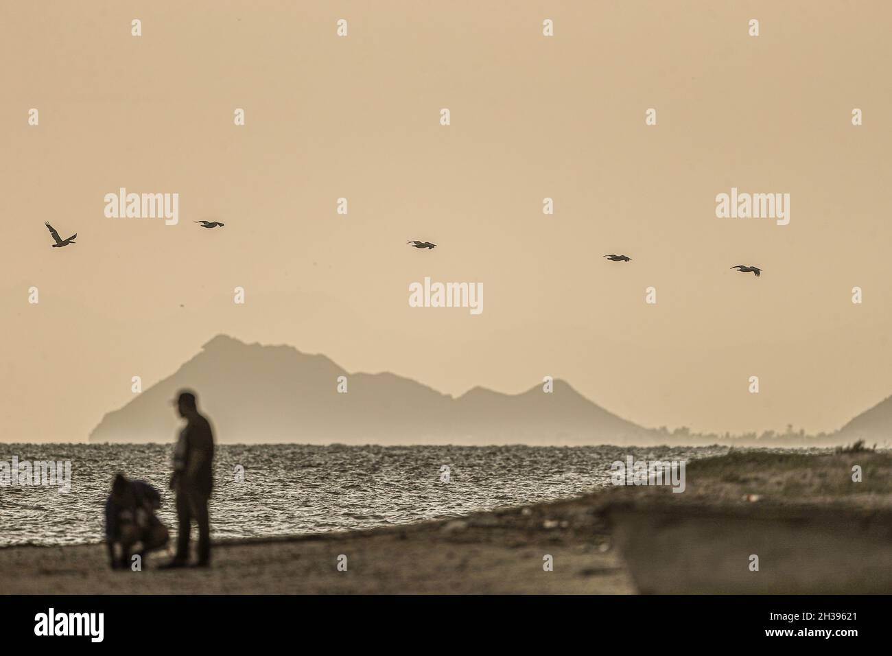 Pelicanos and Isla del Tiburon de Punta Chueca, Sonora Mexico ...