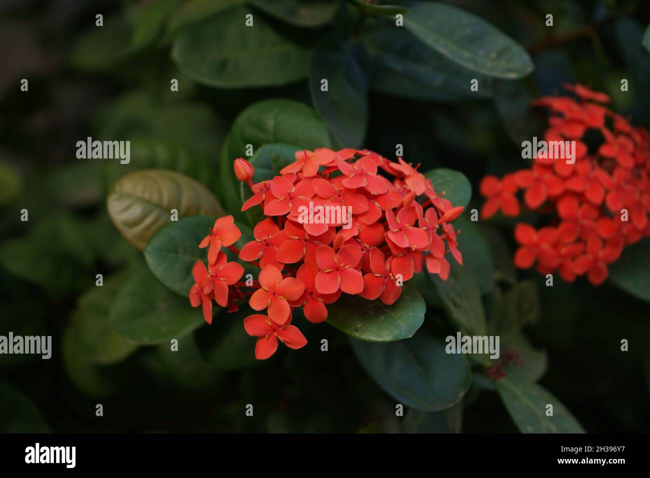 Garden red flower hi-res stock photography and images - Alamy