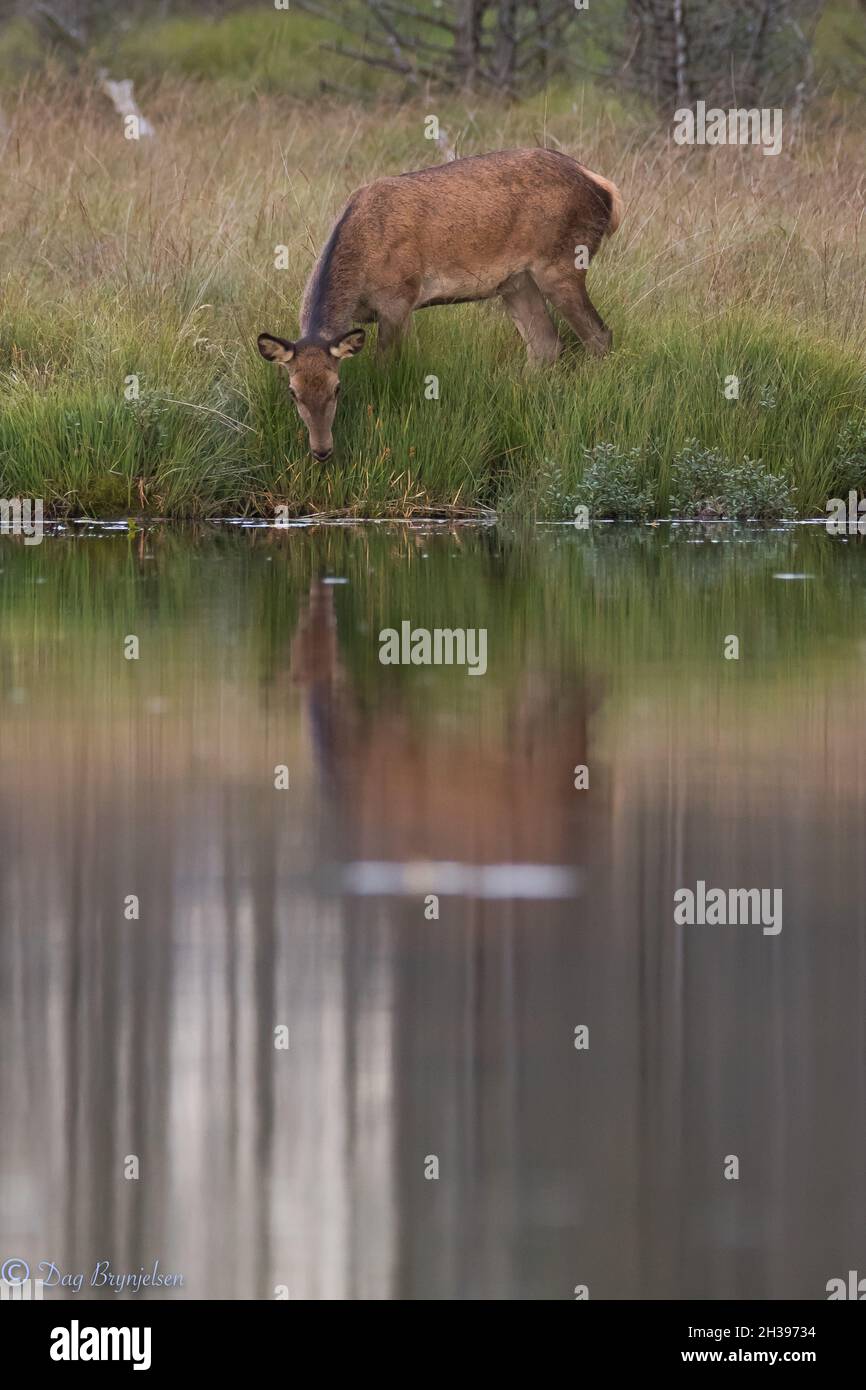 red deer drinking water Stock Photo - Alamy