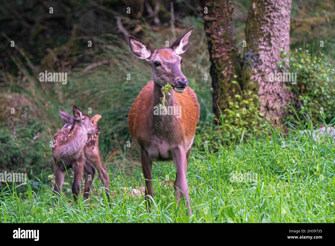 red deer mother and child Stock Photo - Alamy