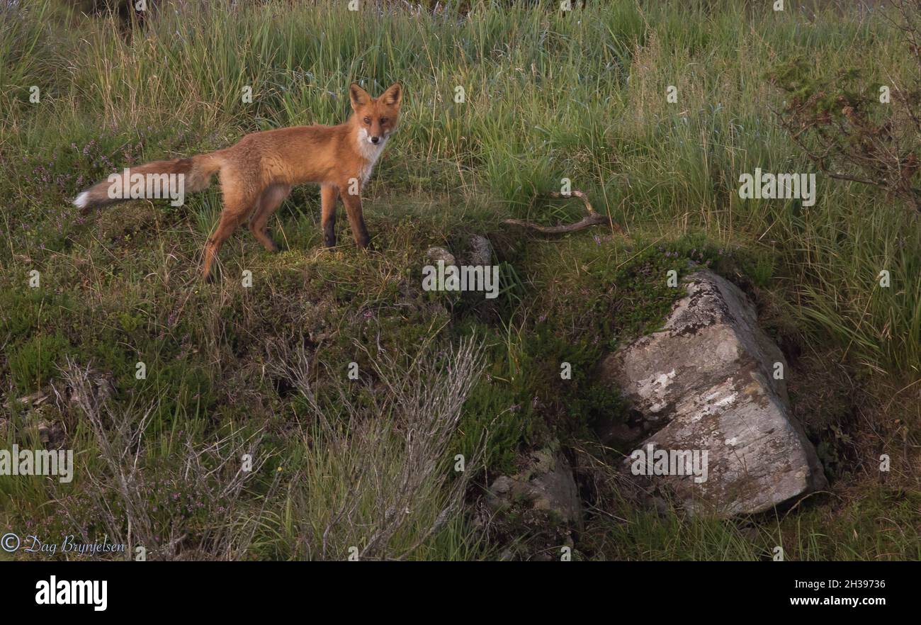 red fox i meadw environment Stock Photo - Alamy