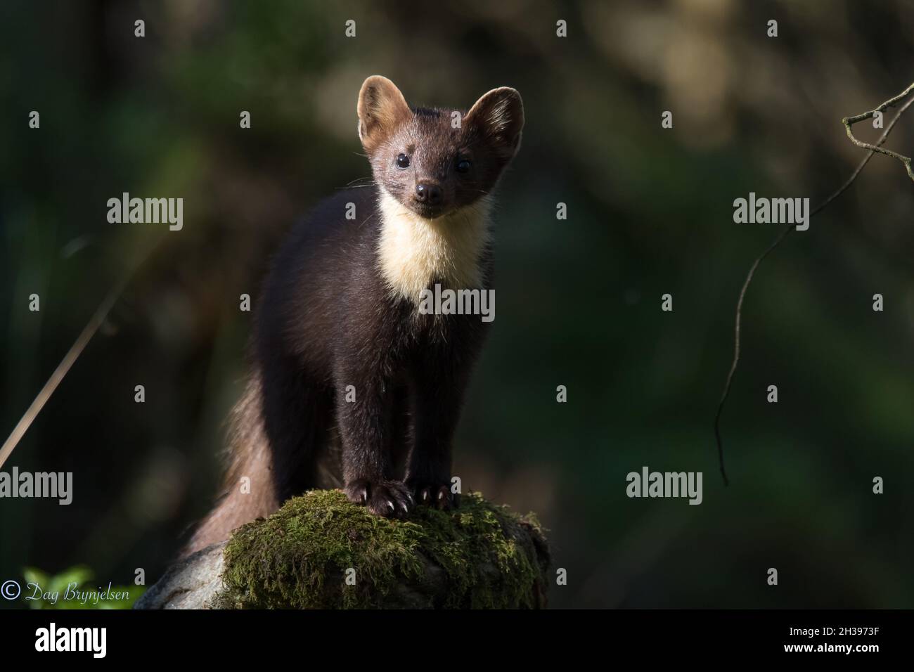 marten in forest with sunlight Stock Photo - Alamy