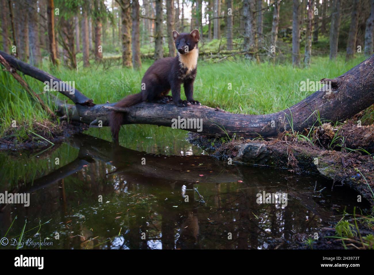 Marten family hi-res stock photography and images - Alamy