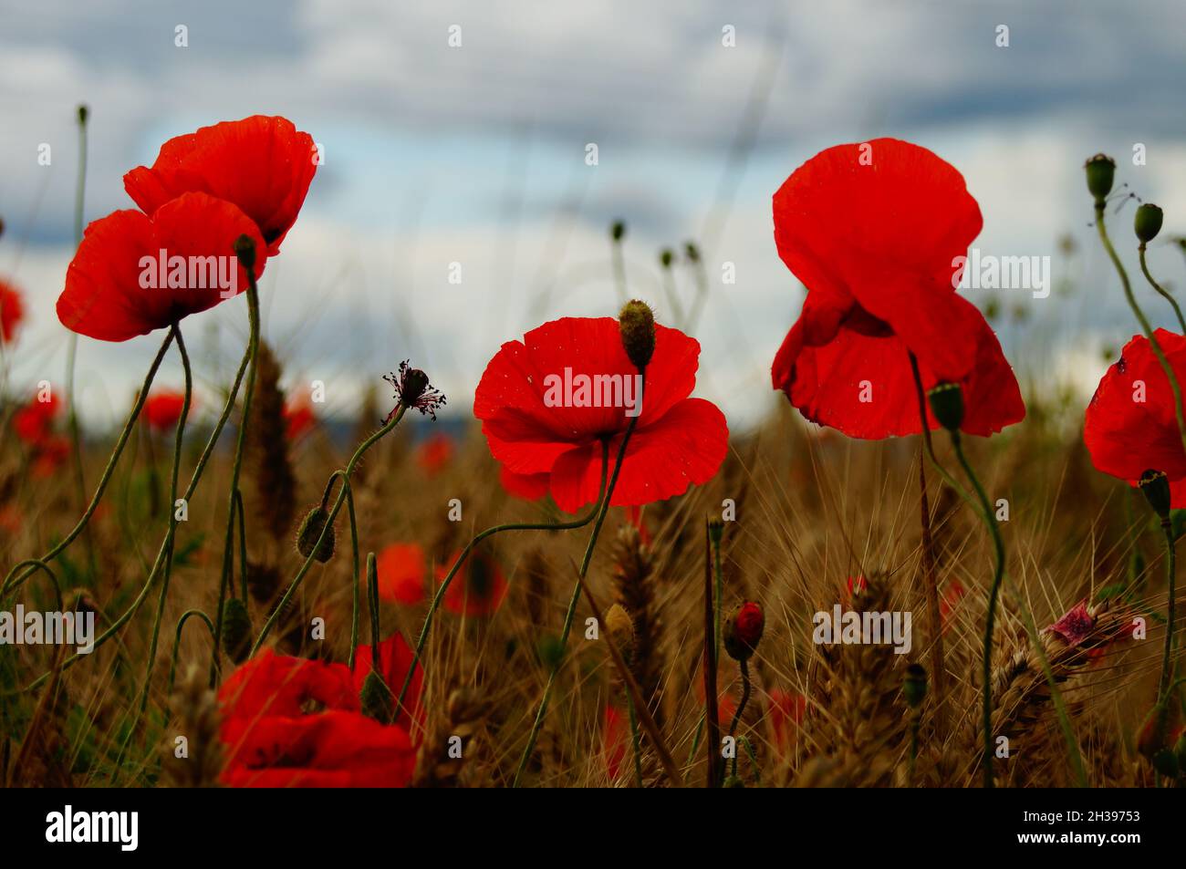Poppies field stormy hi-res stock photography and images - Alamy
