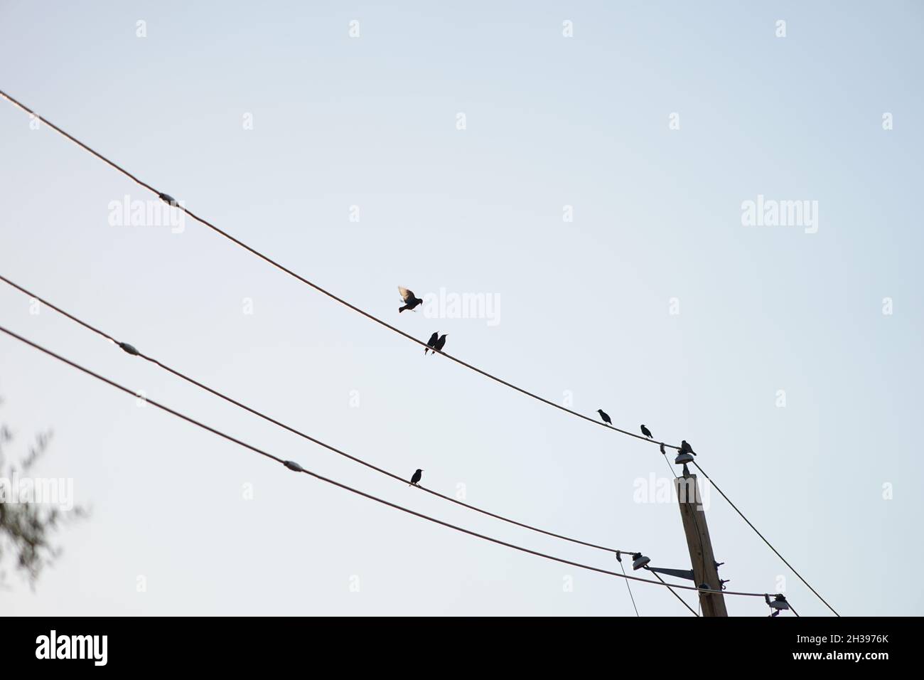Bird landing on telephone wire Stock Photo - Alamy