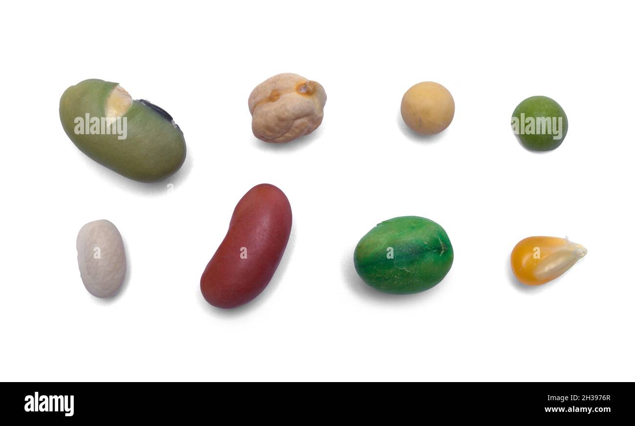 Beans and Seeds Cut Out on White Stock Photo - Alamy