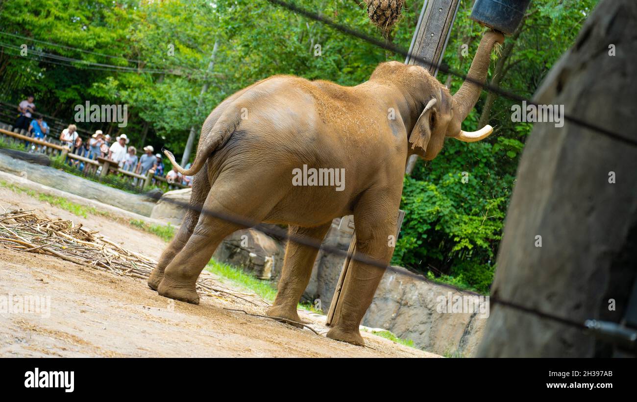 Closeup of an elephant in the zoo Stock Photo - Alamy