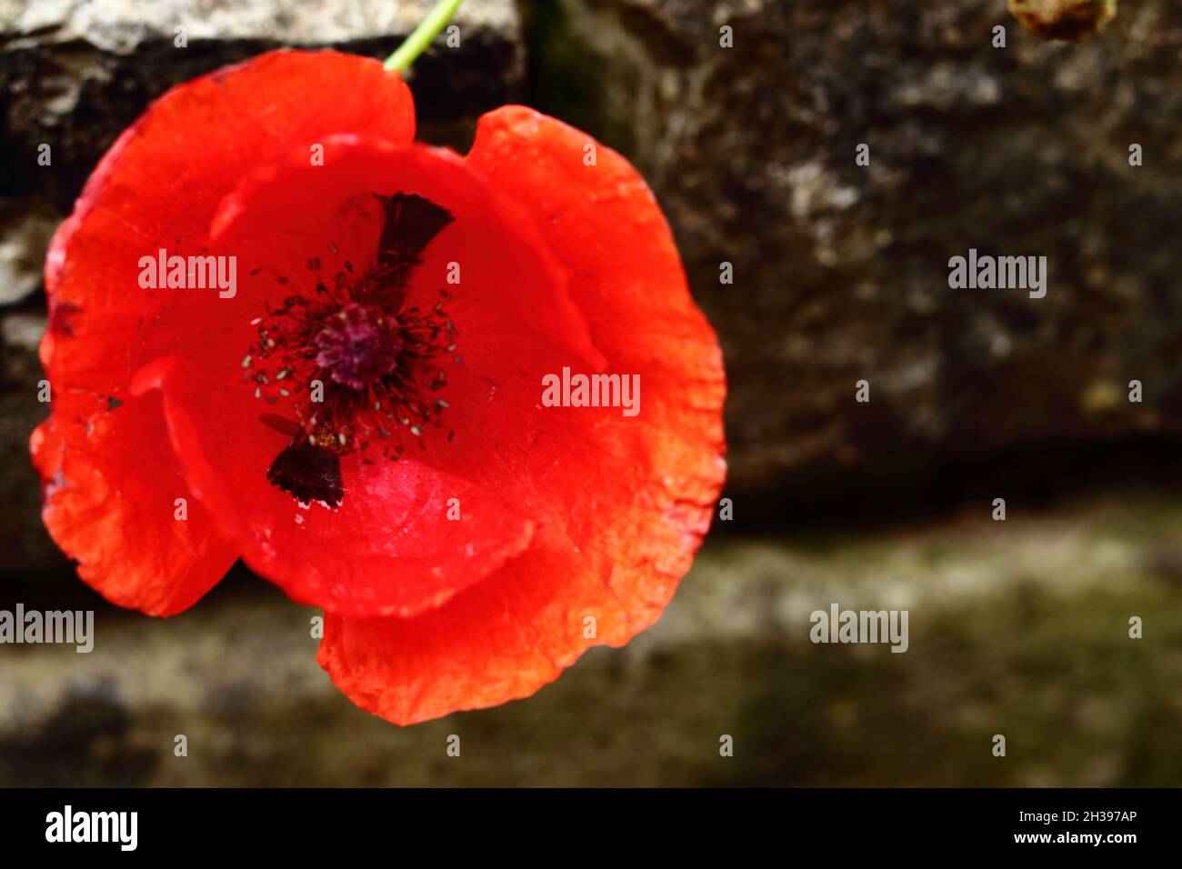 Red poppy flower in the garden Stock Photo - Alamy